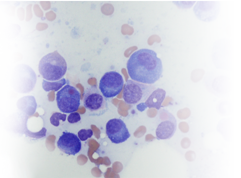 Crown Bioscience Oncology and CVMD Models