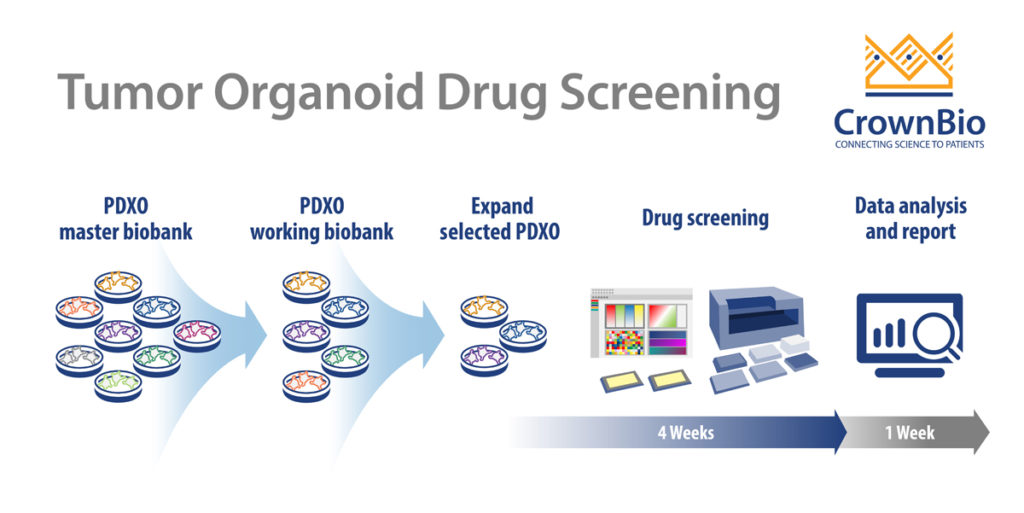 tumor-organoids-for-oncology-drug-screening - Crown Bioscience Oncology ...