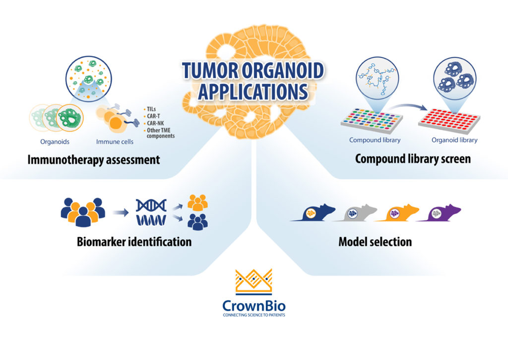 tumor-organoid-applications-in-oncology-drug-development - Crown ...