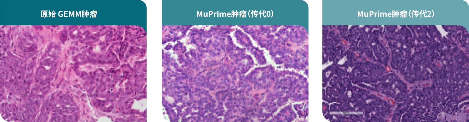 MuPrime™ | Crown Bioscience