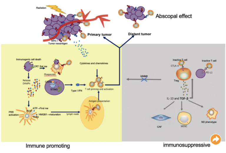 优化放疗和免疫治疗的联合策略 - Crown Bioscience