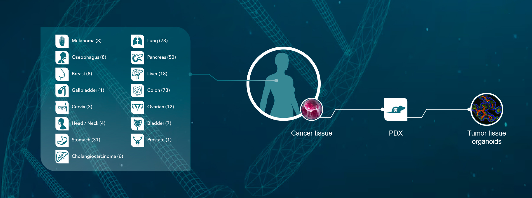 肿瘤相关抗原（TAA）或肿瘤特异性抗原（TSA）靶向治疗 - Crown Bioscience